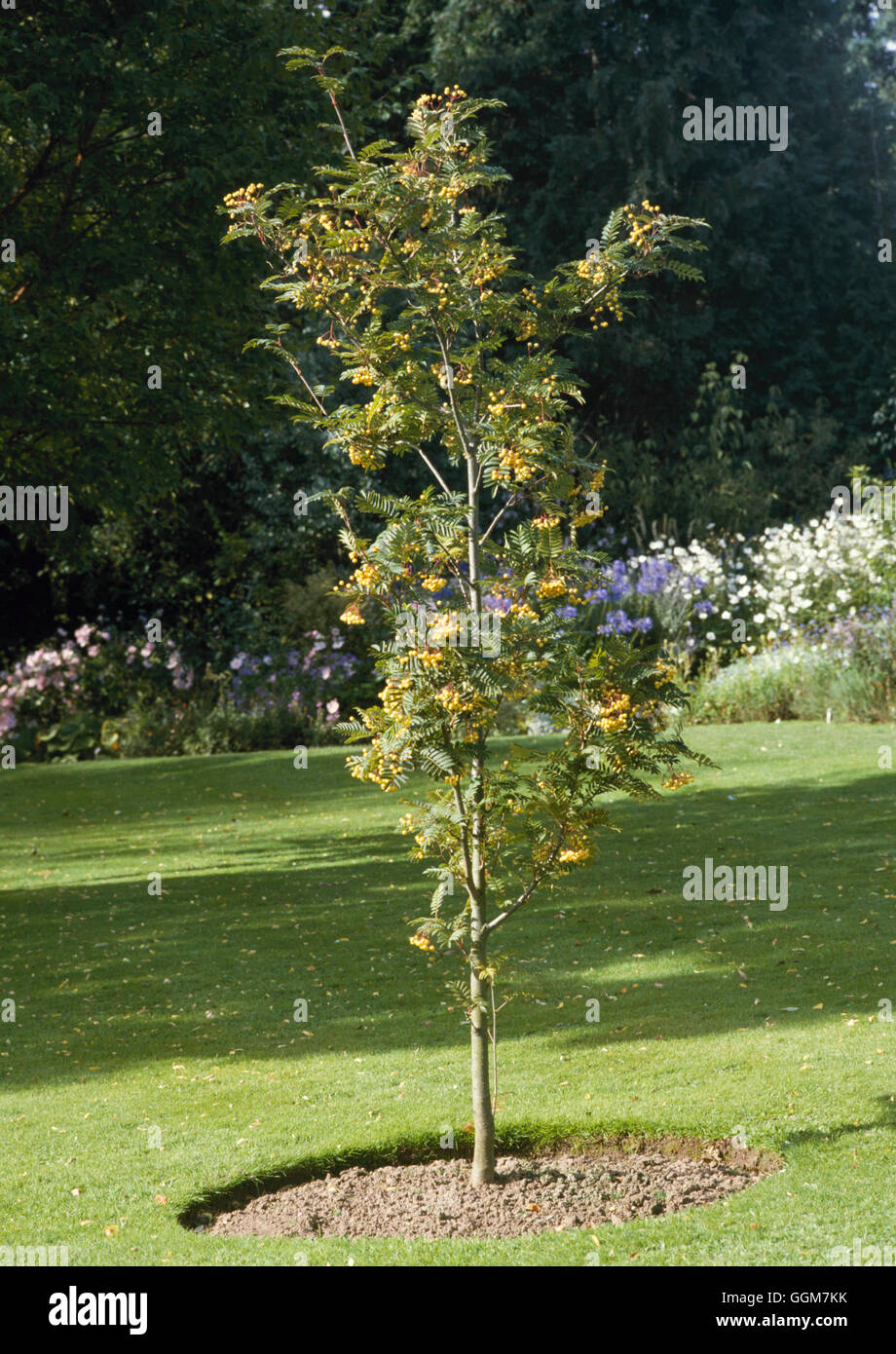 Joseph rock -Fotos und -Bildmaterial in hoher Auflösung – Alamy