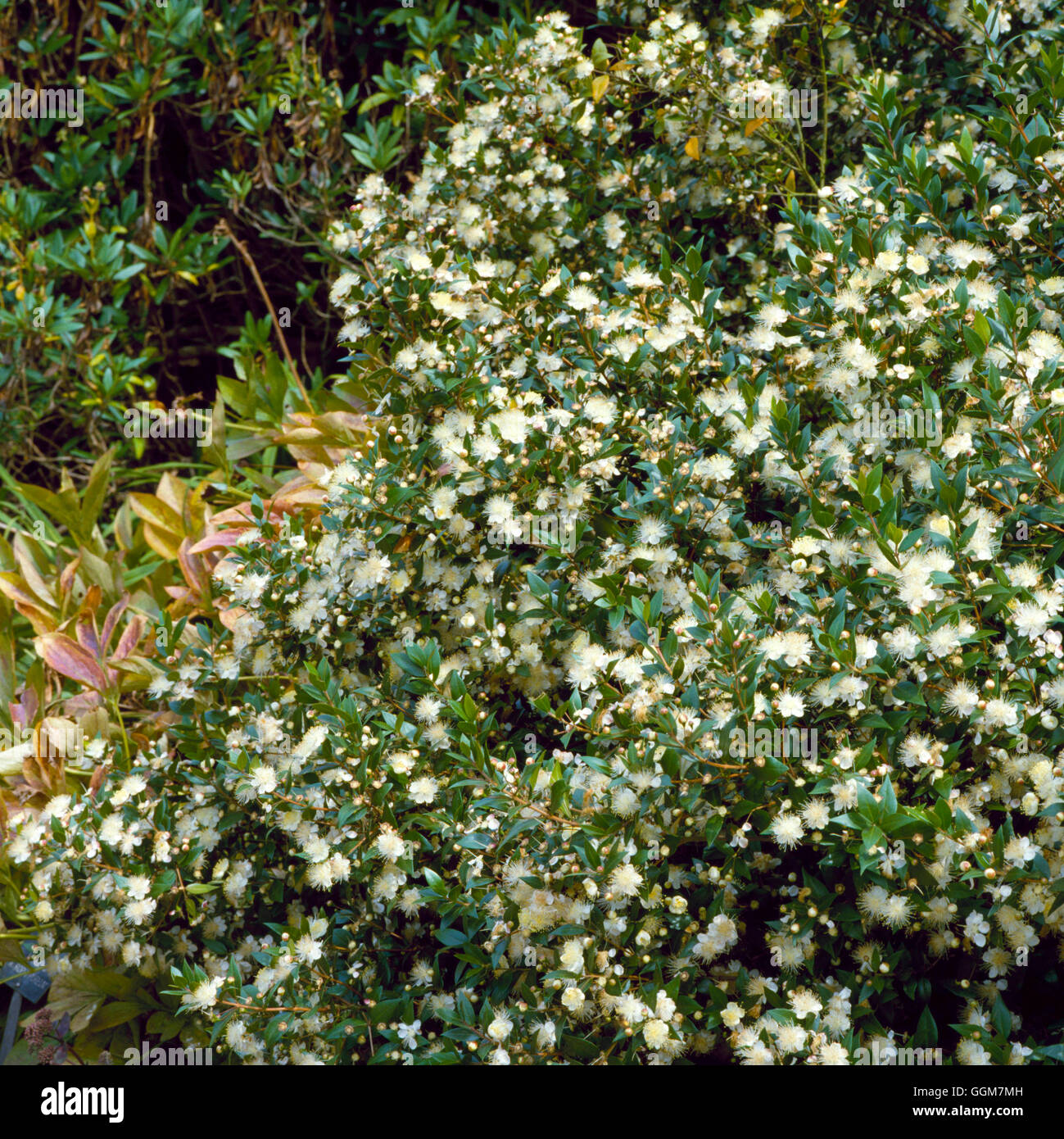 Myrte myrtus communis -Fotos und -Bildmaterial in hoher Auflösung – Alamy
