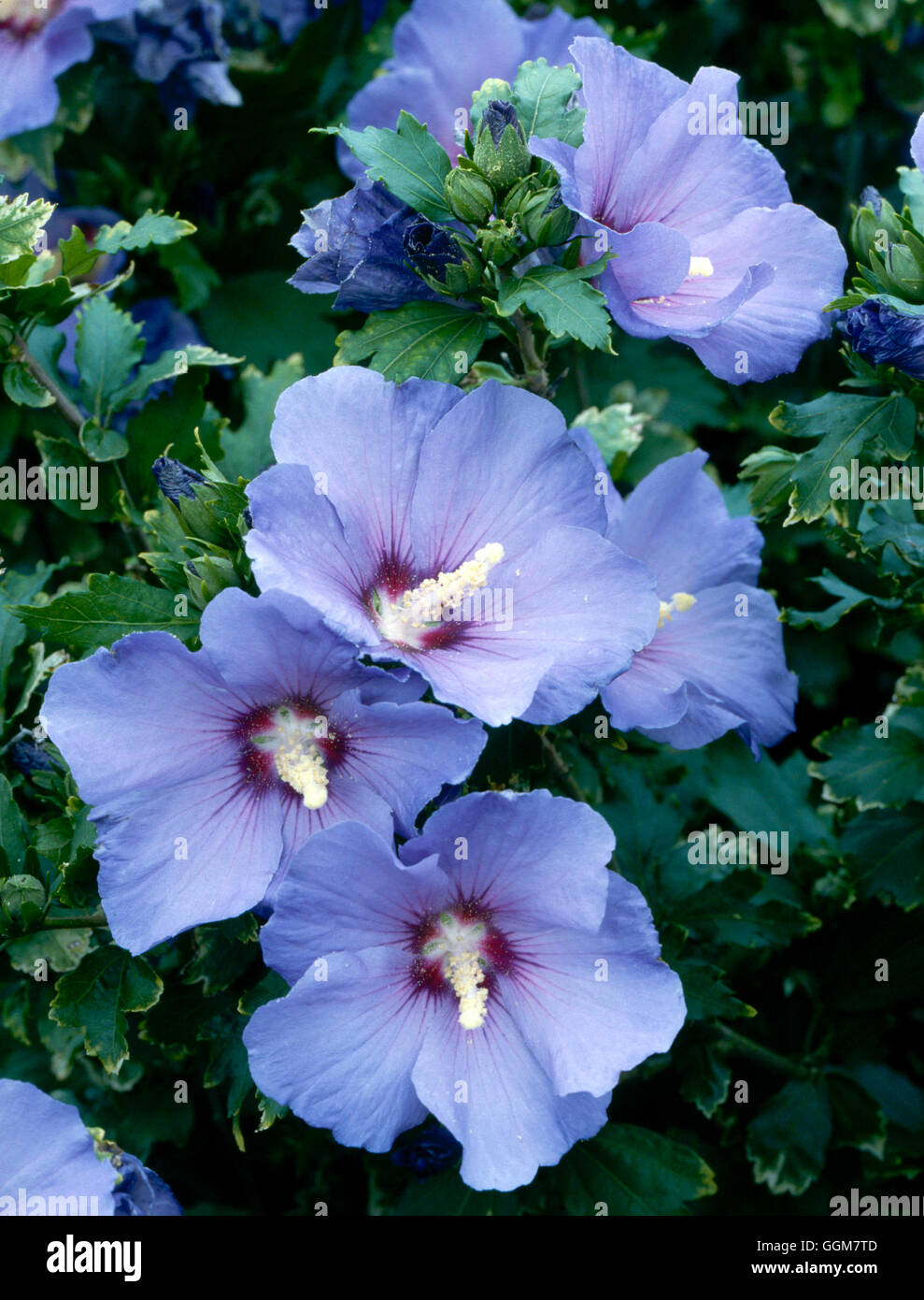 Hibiscus Syriacus Oiseau Bleu Fotos Und Bildmaterial In Hoher