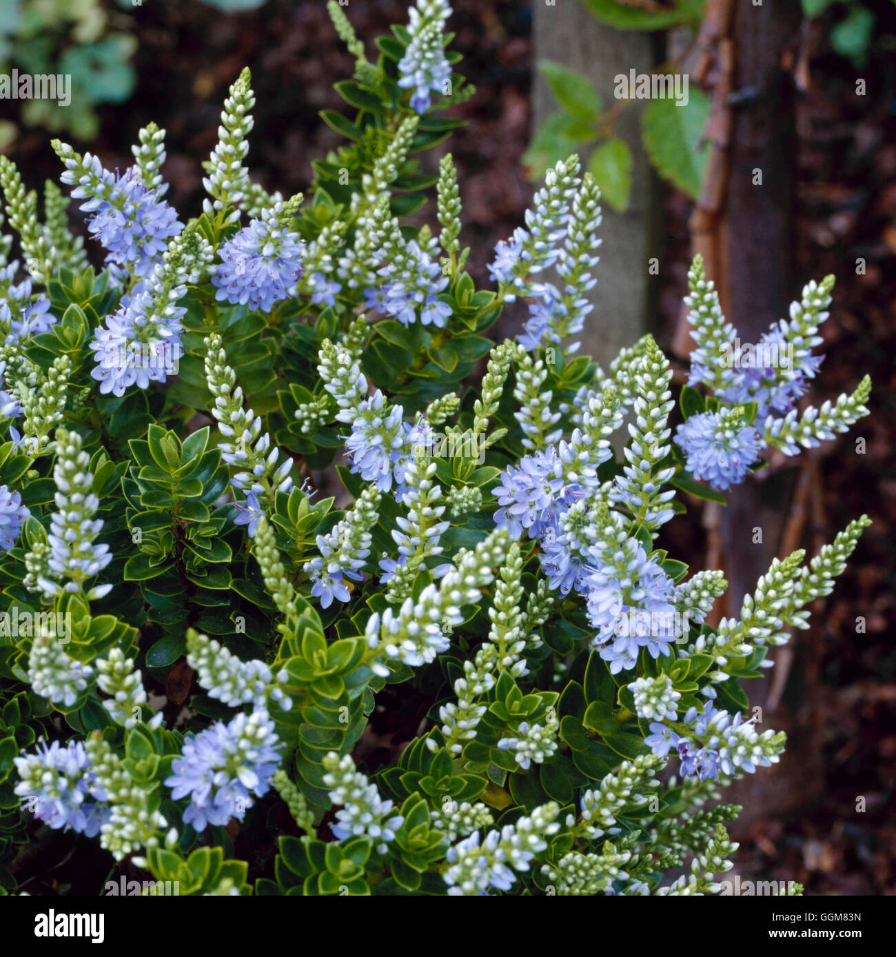 Margaret see -Fotos und -Bildmaterial in hoher Auflösung – Alamy