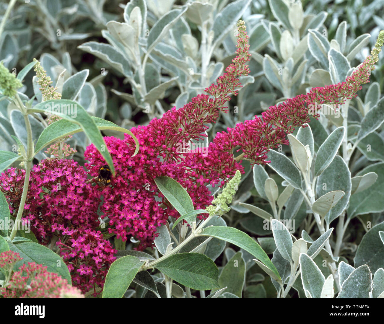 Buddleja davidii -Fotos und -Bildmaterial in hoher Auflösung – Alamy