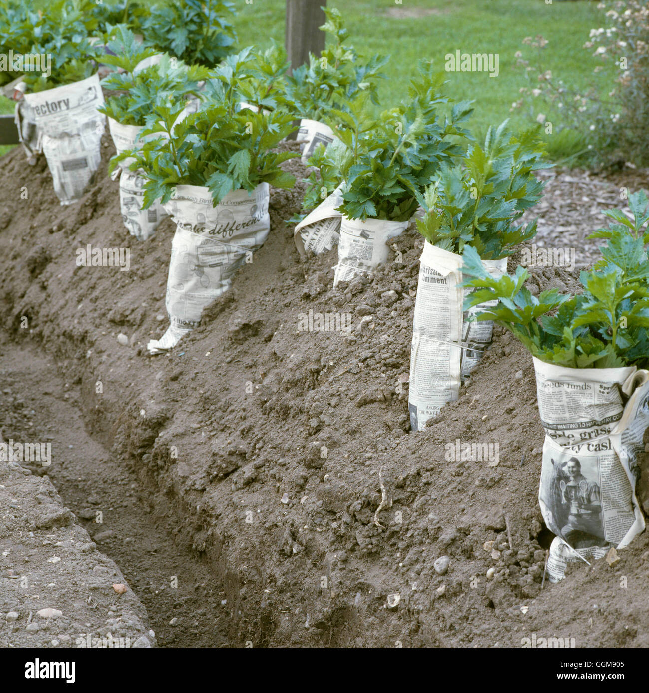Blanching celery -Fotos und -Bildmaterial in hoher Auflösung – Alamy