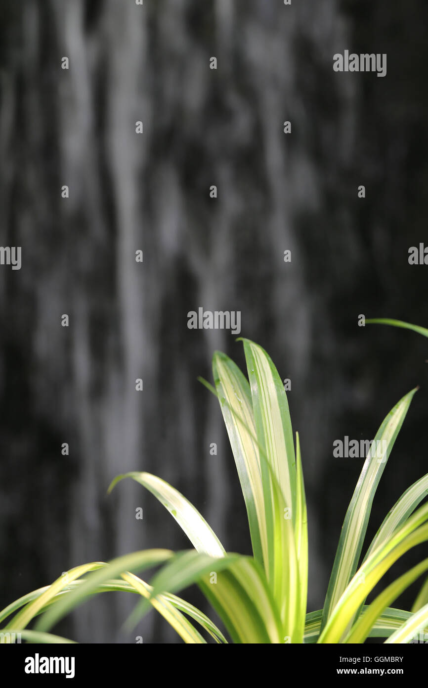 L blatt -Fotos und -Bildmaterial in hoher Auflösung – Alamy