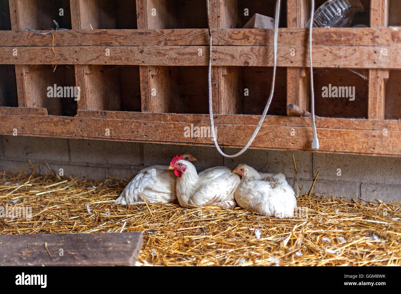 Chickens in chicken coop -Fotos und -Bildmaterial in hoher Auflösung ...