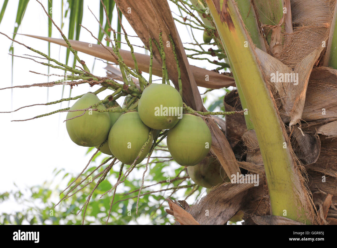 Exotic garden thailand -Fotos und -Bildmaterial in hoher Auflösung – Alamy