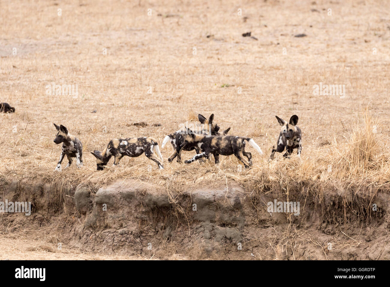 Afrika wilde hunde -Fotos und -Bildmaterial in hoher Auflösung – Alamy