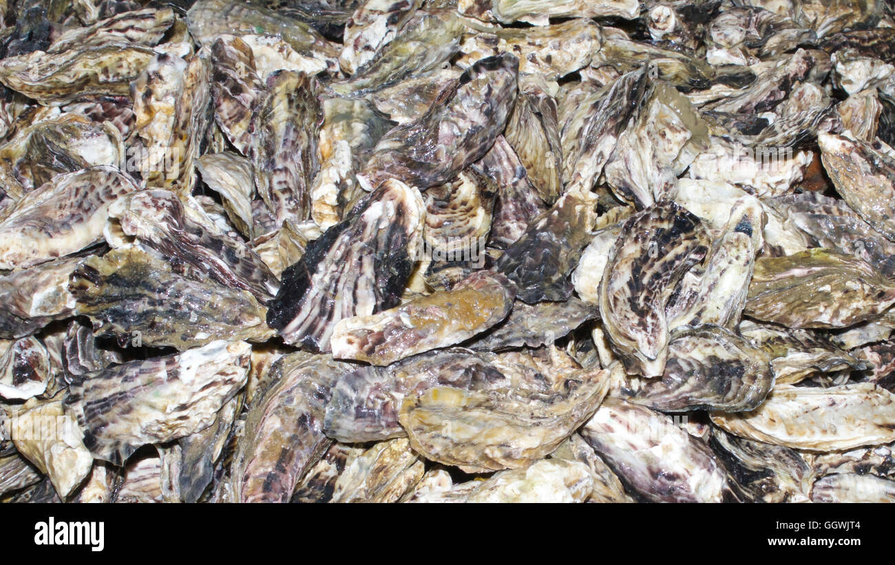 Technologie der weichtierkultur -Fotos und -Bildmaterial in hoher ...