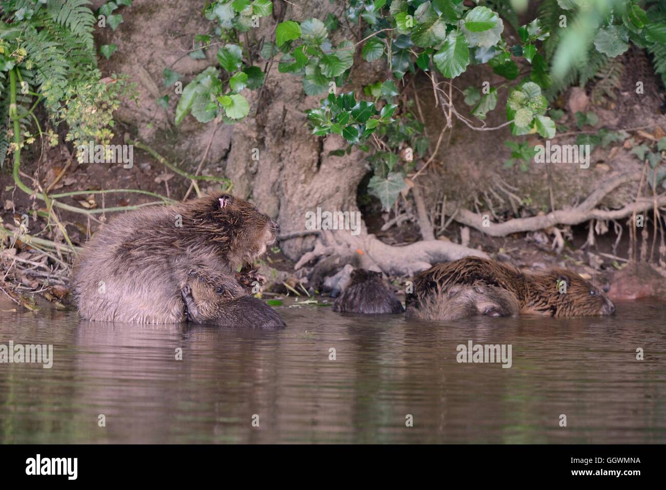 River otter babies -Fotos und -Bildmaterial in hoher Auflösung – Alamy
