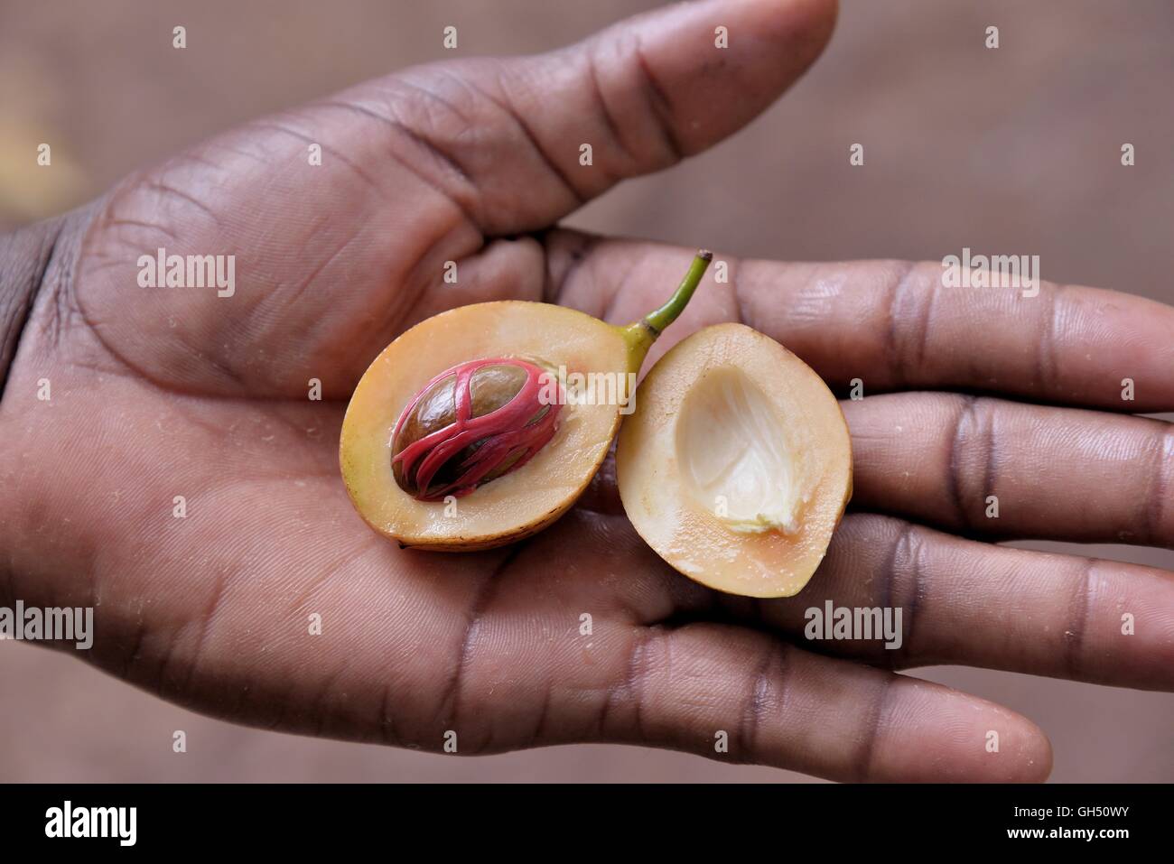 Botanik, Muskatnuss (Myristica fragrans) in der Hand eines Führers in ...