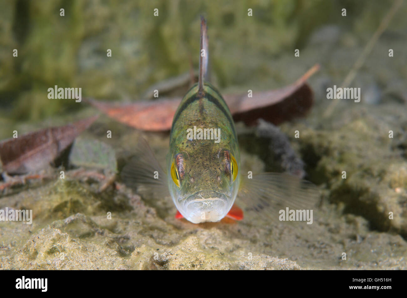 Persico barsch -Fotos und -Bildmaterial in hoher Auflösung – Alamy