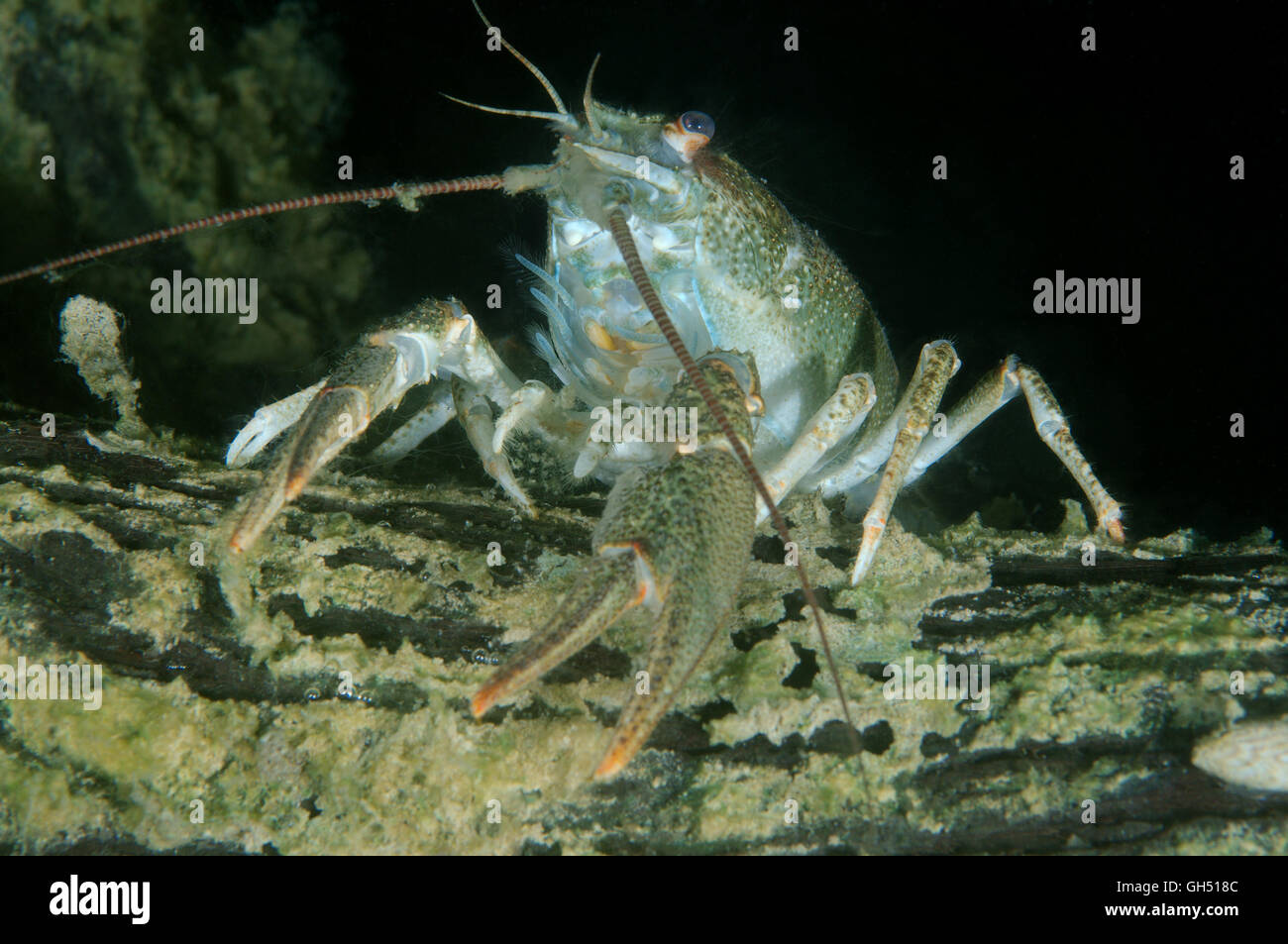 Nahaufnahme von krebsen -Fotos und -Bildmaterial in hoher Auflösung – Alamy