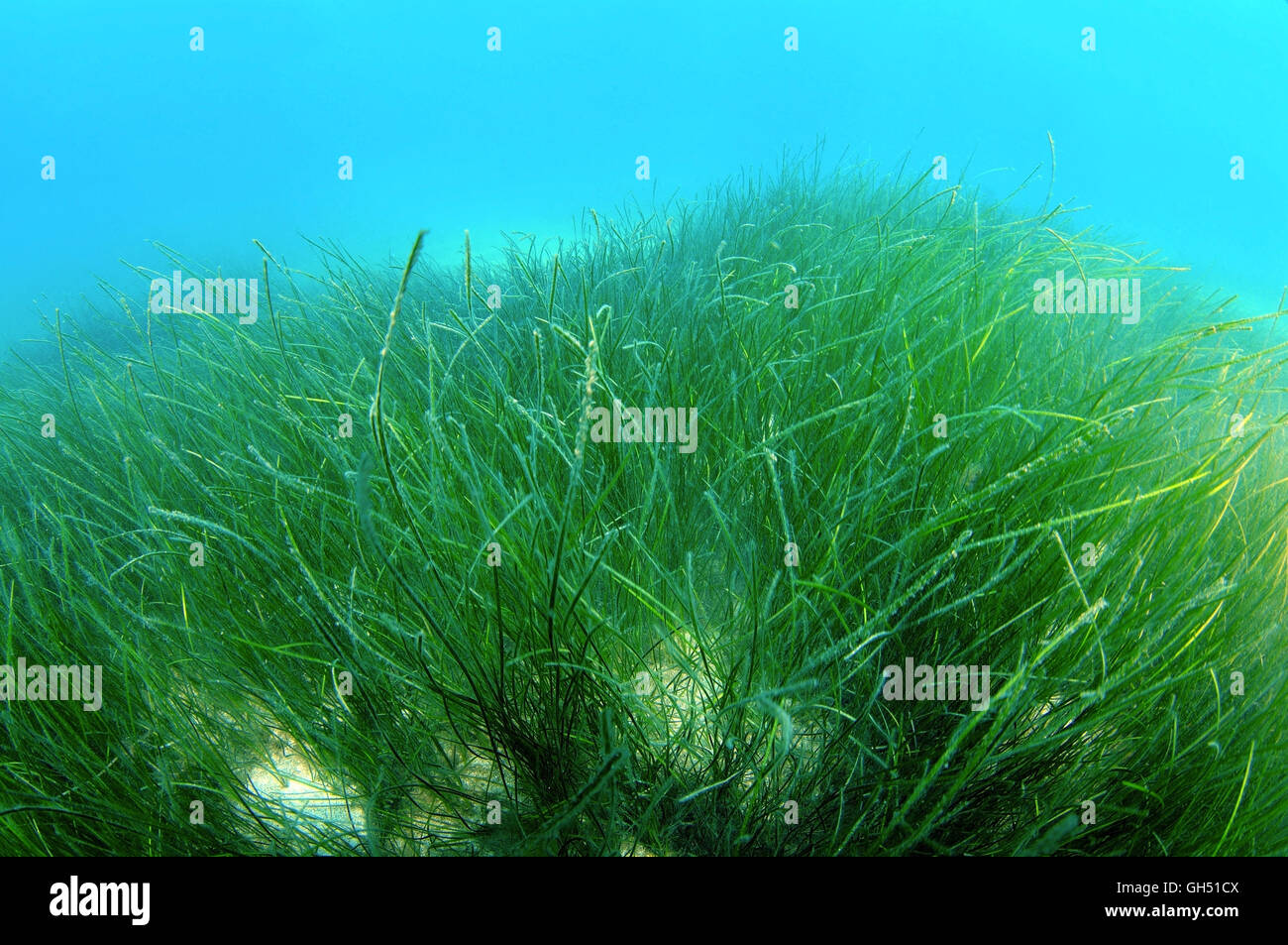 Zostera Japonica Zostera L. | Plants Of The World Online | Kew Science
