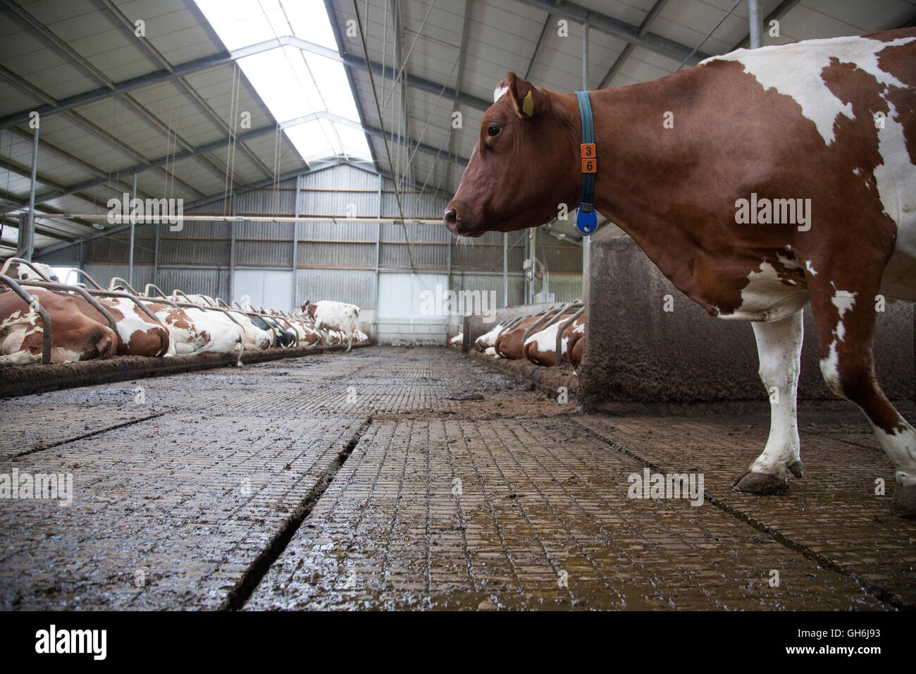 Cow in stall -Fotos und -Bildmaterial in hoher Auflösung - Seite 3 - Alamy
