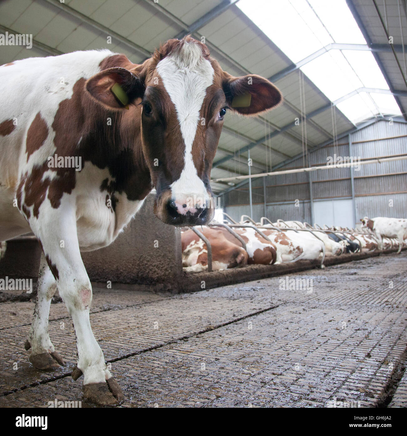 Cow stable -Fotos und -Bildmaterial in hoher Auflösung - Seite 3 - Alamy