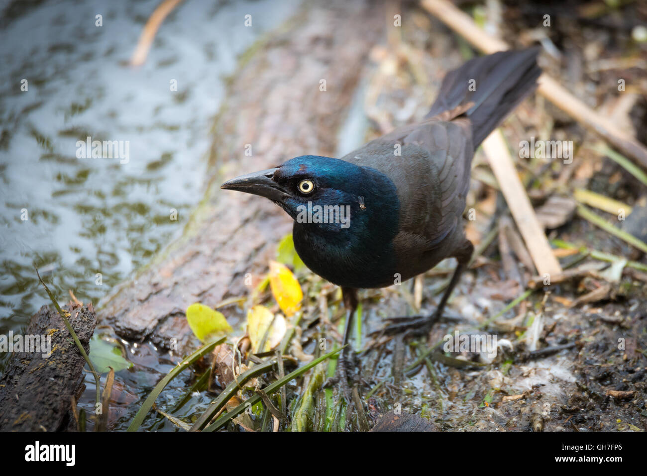 Schwarzer vogel -Fotos und -Bildmaterial in hoher Auflösung – Alamy