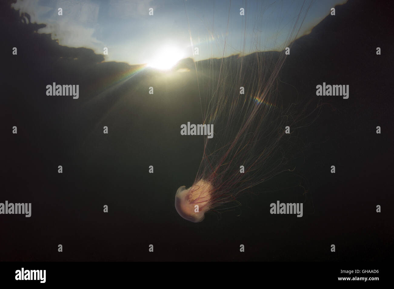 Cyanea arctica -Fotos und -Bildmaterial in hoher Auflösung – Alamy