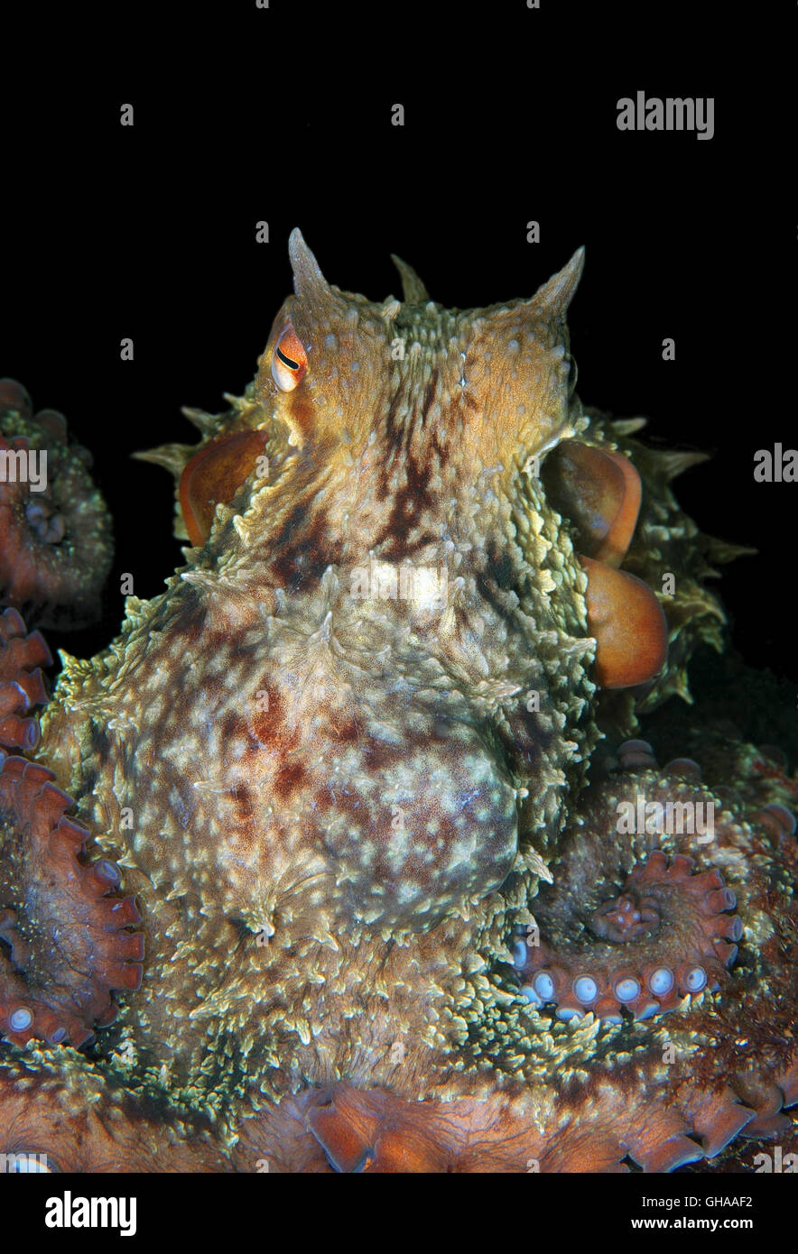 Potrait of Giant Pacific Octopus oder Nordpazifik Riesenkraken ...