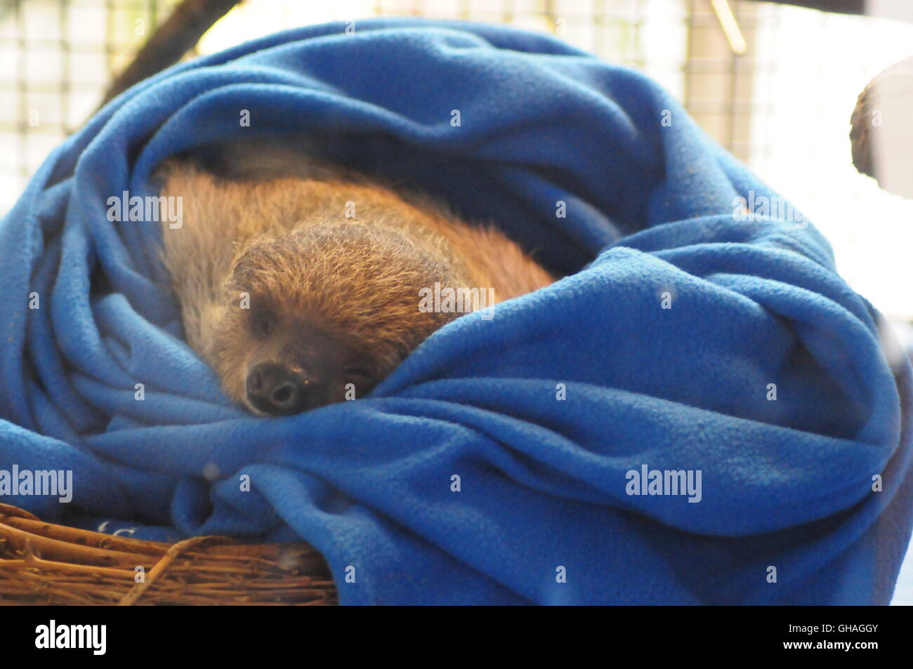 Baby faultier -Fotos und -Bildmaterial in hoher Auflösung – Alamy