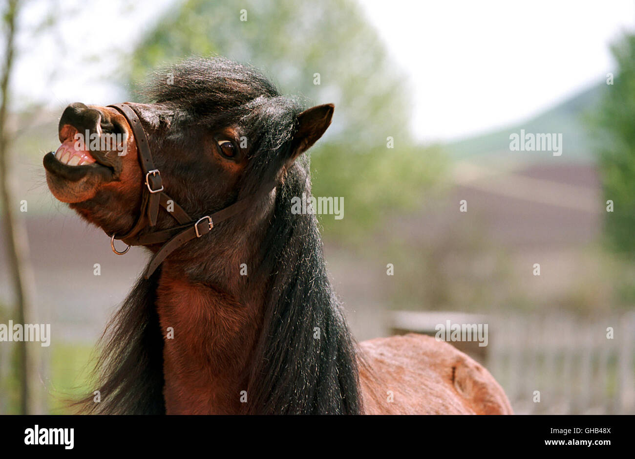 IM RENNSTALL IST DAS ZEBRA LOS! Racing Stripes Südafrika/USA 2005 ...