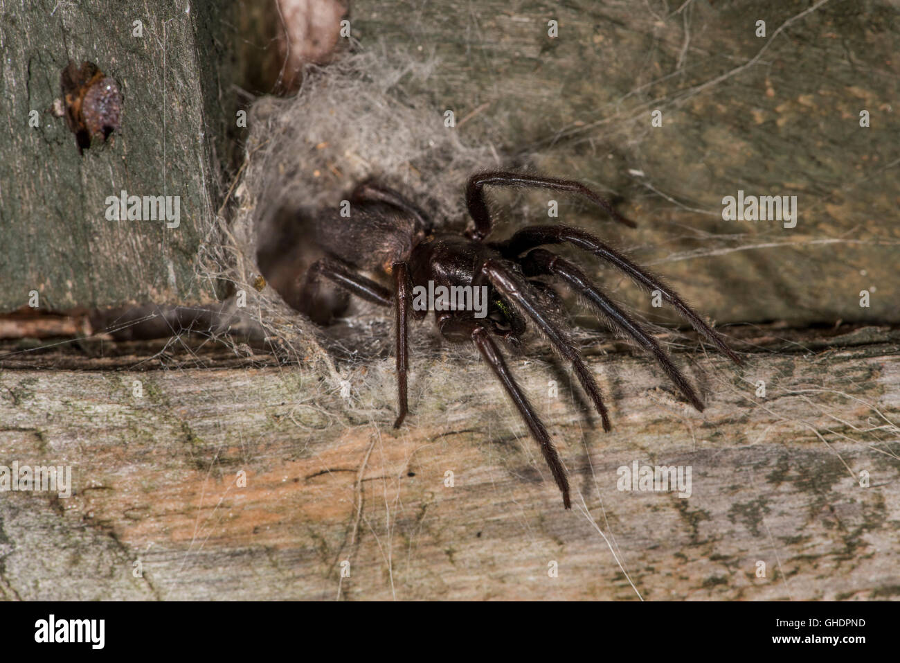 Segestria florentina -Fotos und -Bildmaterial in hoher Auflösung – Alamy