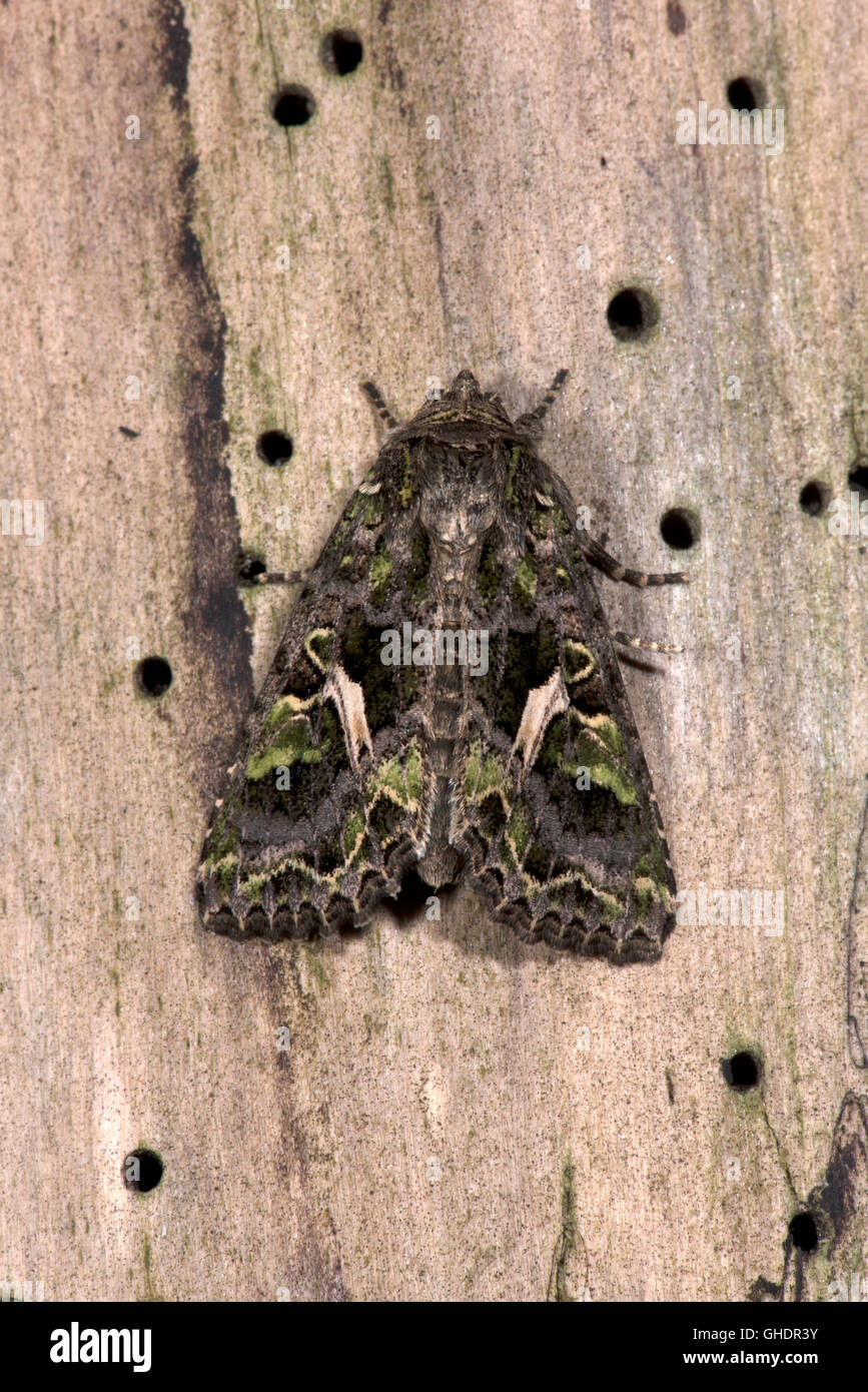 Welche sind die luftröhre Stockfotos und -bilder Kaufen - Alamy