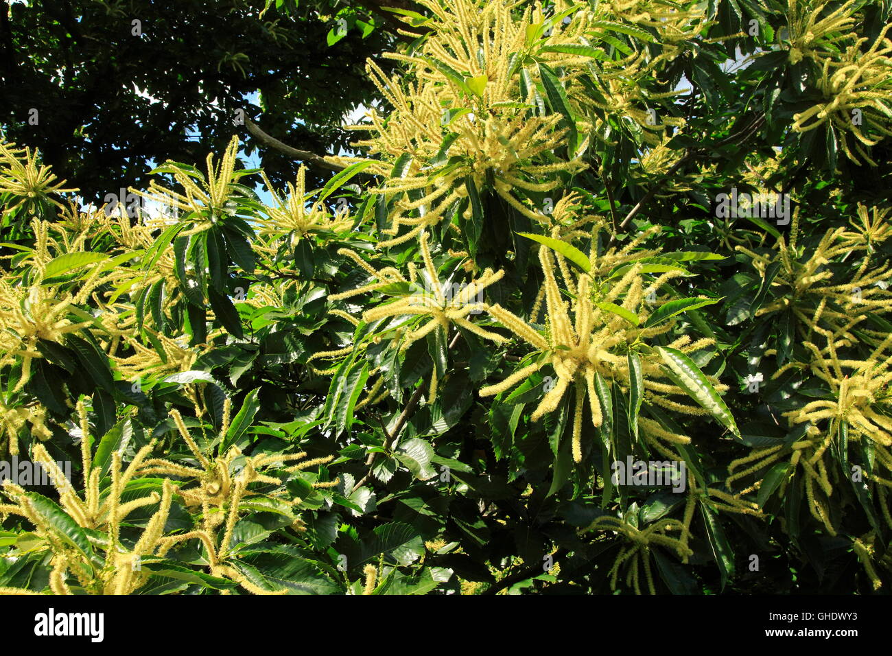 Edelkastanie (Castanea Sativa) Baum in Blüte in der Nähe von Royal ...