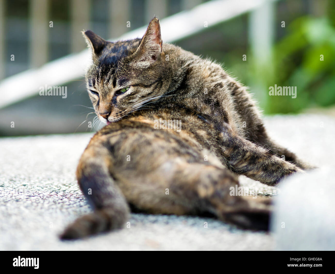 Kratz Dir Den Juckreiz Stockfotos und -bilder Kaufen - Alamy