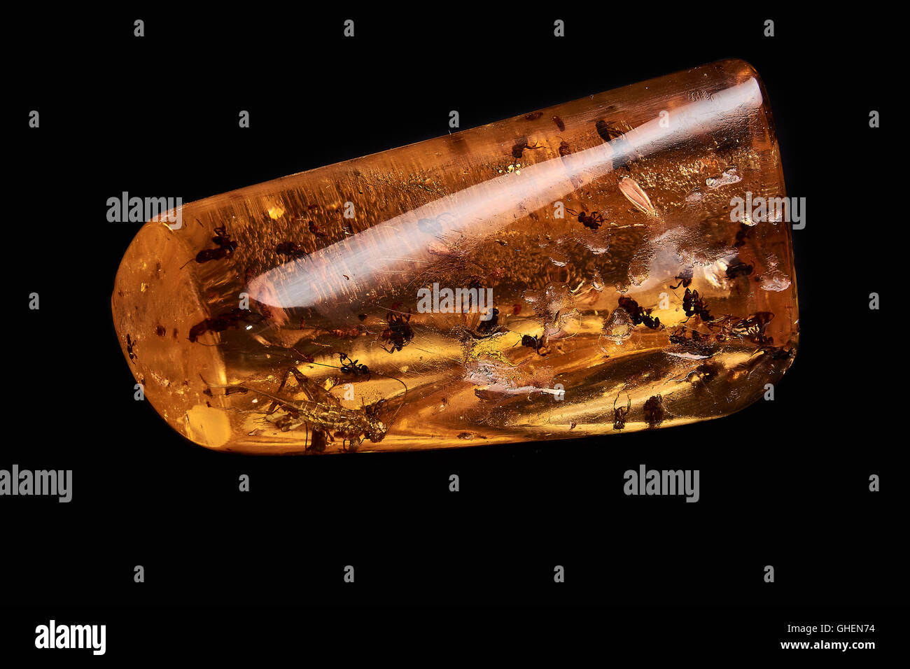 Prehistoric insects -Fotos und -Bildmaterial in hoher Auflösung – Alamy