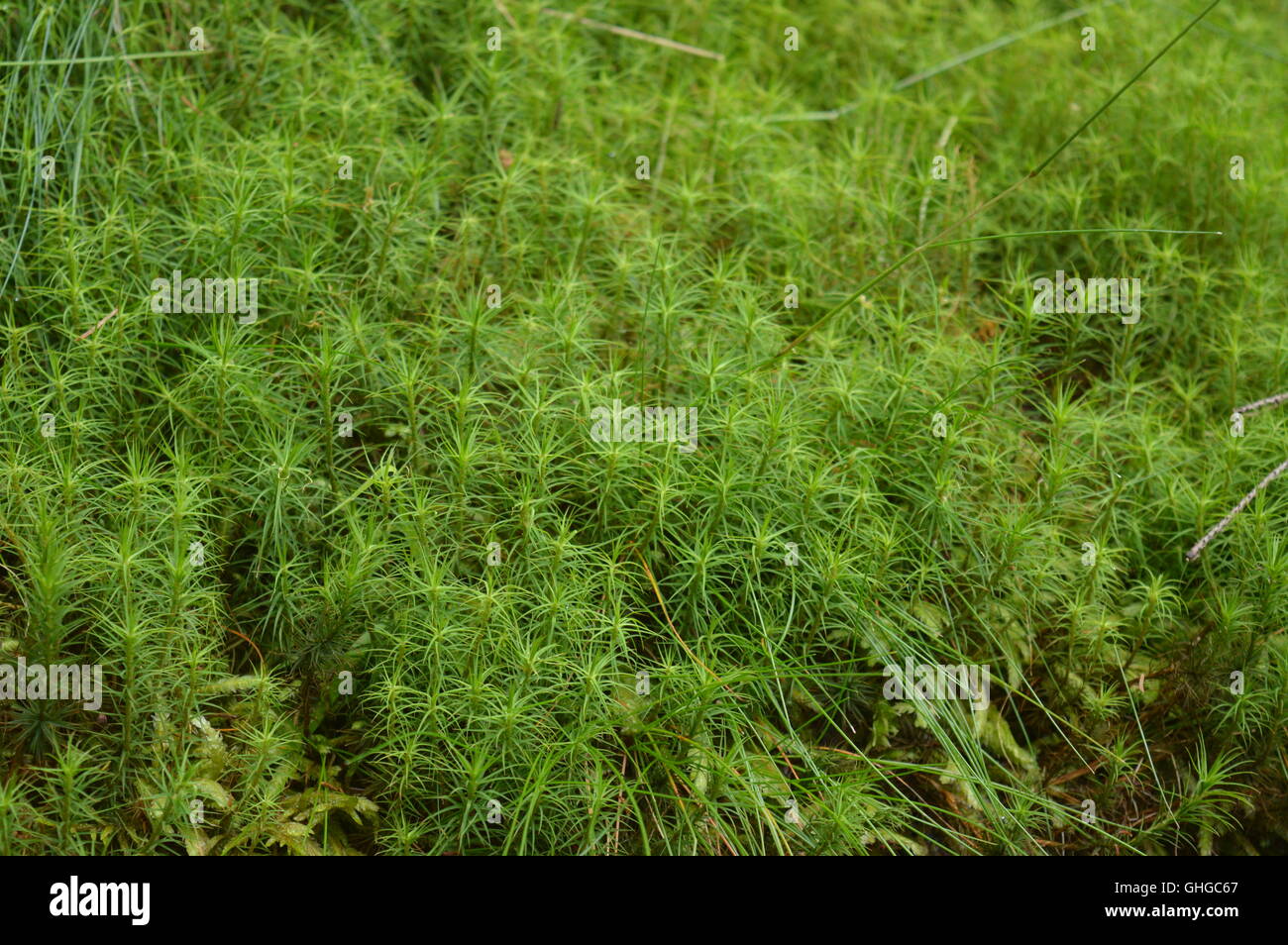 Flowerless plants -Fotos und -Bildmaterial in hoher Auflösung – Alamy