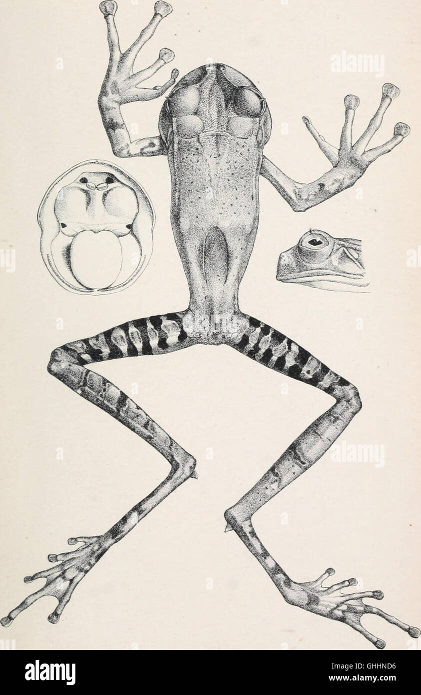 Dieser Katalog von 1882 dokumentiert die Sammlung von Batrachia ...