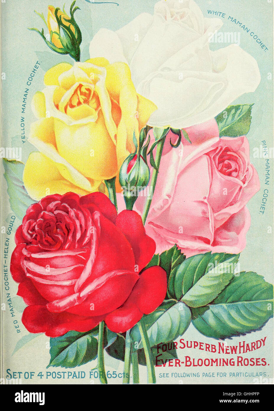 Unsere neue Anleitung zur rose Kultur - typische D. & C. Rosen gemalt ...