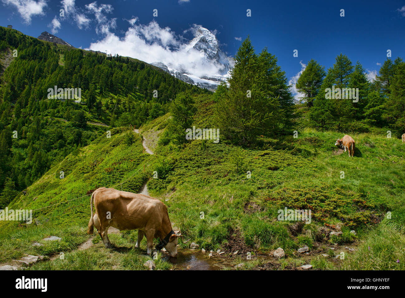 Die matterhorn kuh -Fotos und -Bildmaterial in hoher Auflösung – Alamy