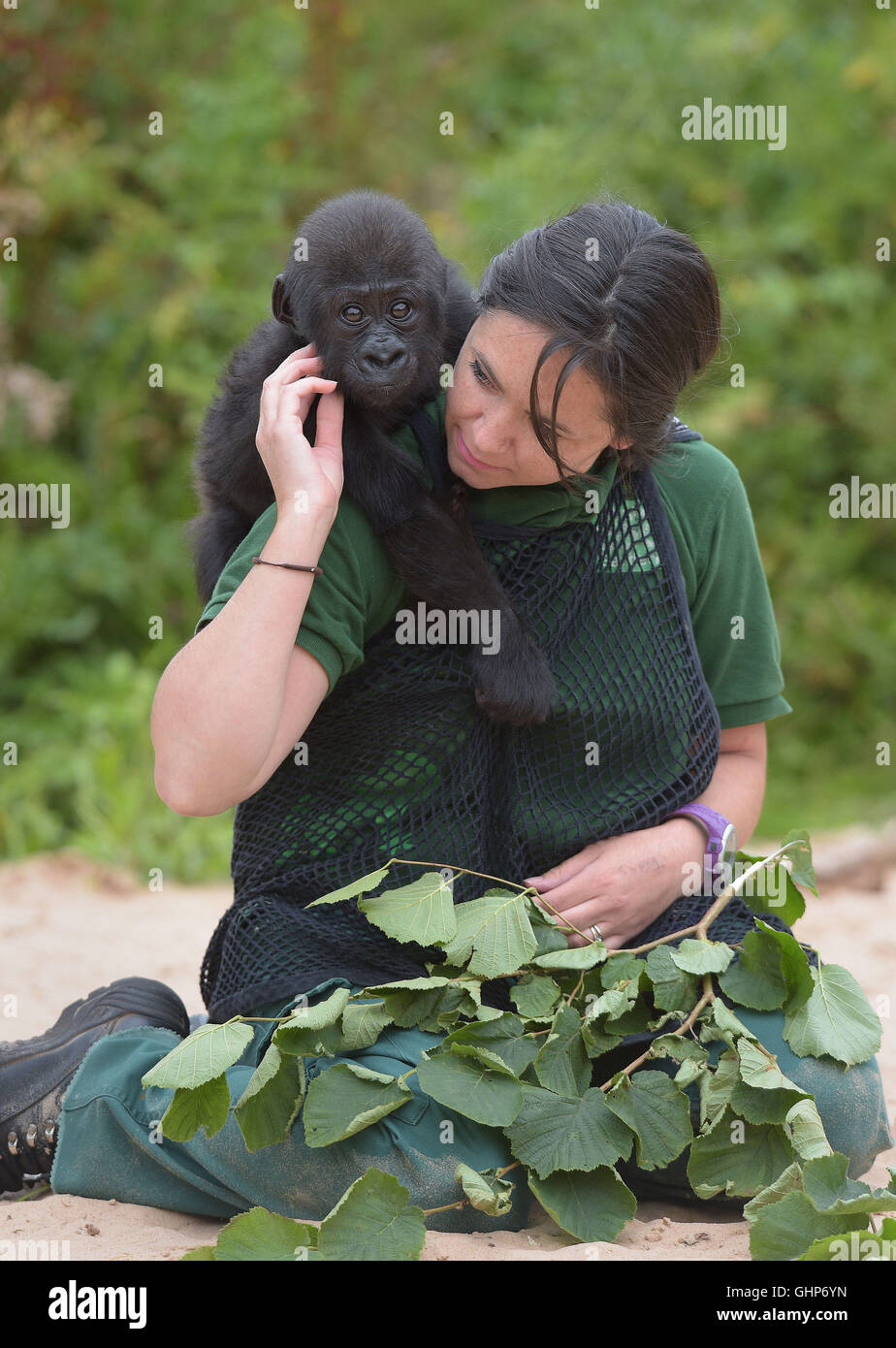 Afia der sechs Monate alte westliche Tieflandgorilla, der am 12 ...