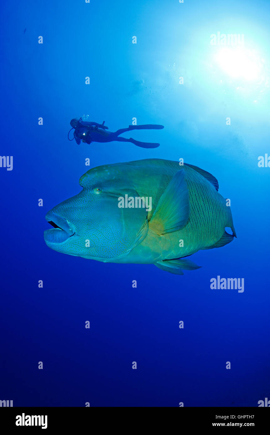 Taucher und napoleon lippfisch -Fotos und -Bildmaterial in hoher ...