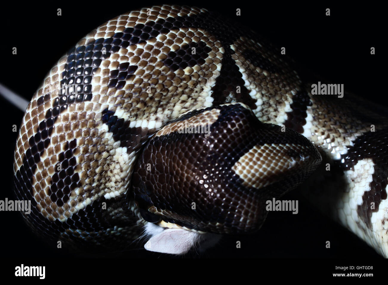 Kleinste schlange -Fotos und -Bildmaterial in hoher Auflösung – Alamy
