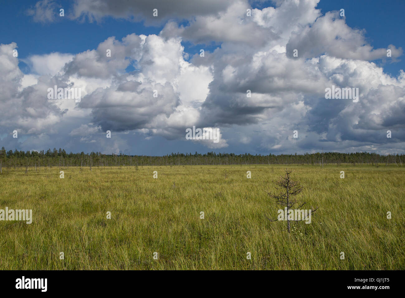 einzelner Baum auf einem Feld in Lappland, Finnland Stockfotografie - Alamy