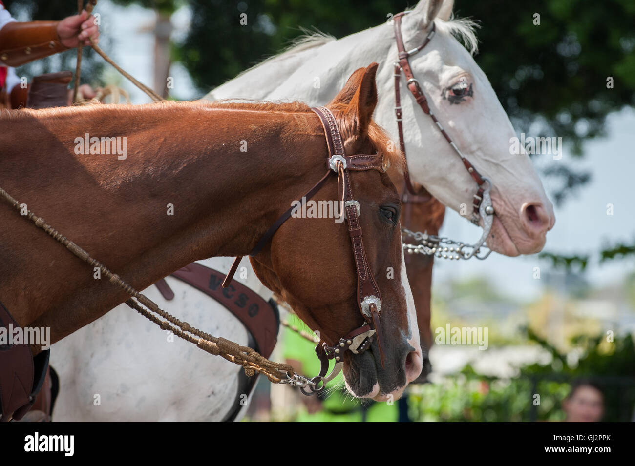 Stallion parade -Fotos und -Bildmaterial in hoher Auflösung – Alamy