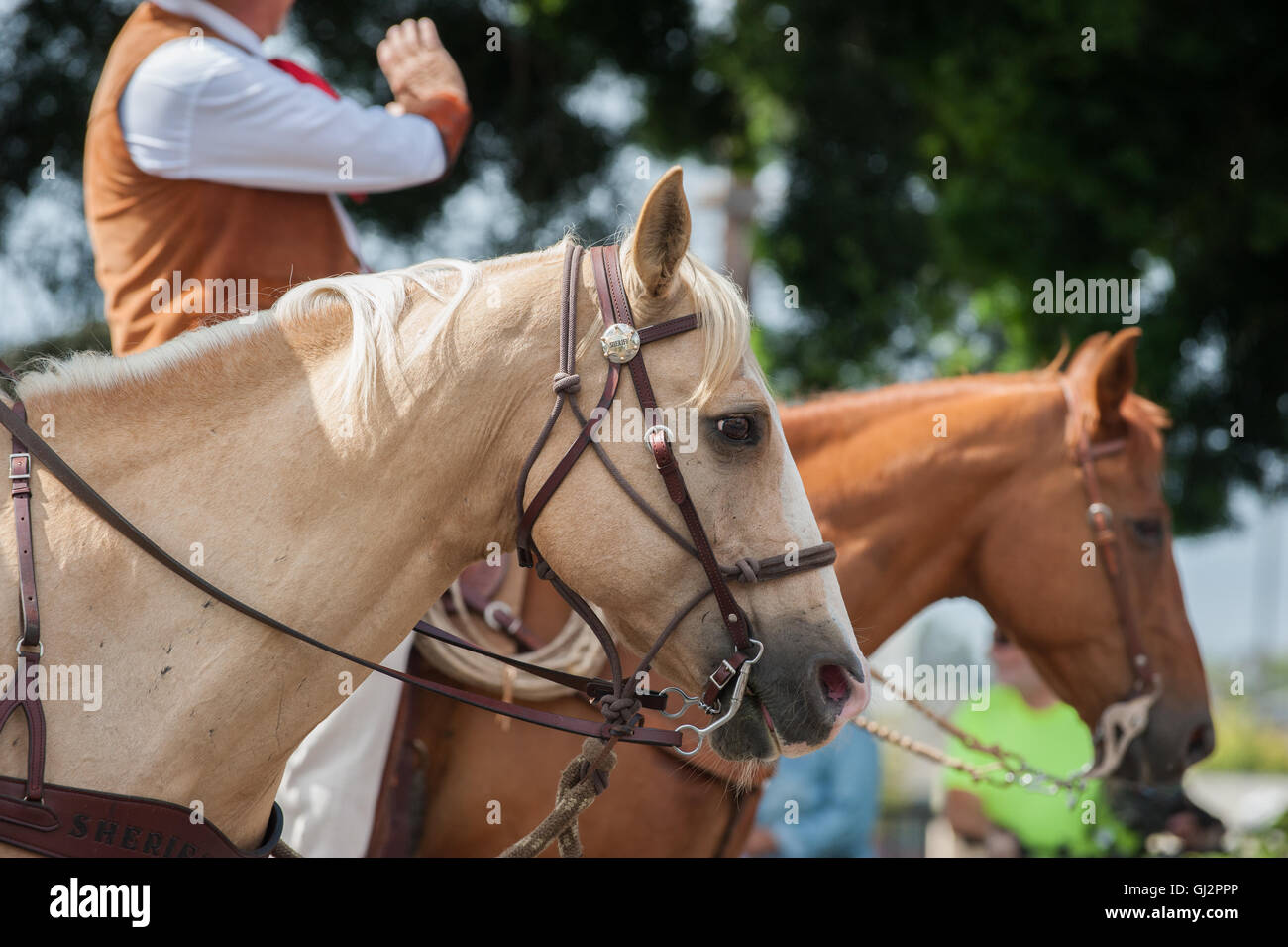 Stallion Parade Stockfotos und -bilder Kaufen - Alamy