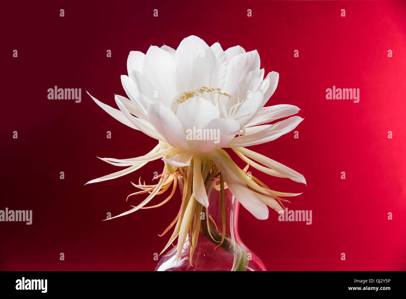 Essen Obvallata / Brahma kamal Blume oder weißen Lotus, es stammt aus ...