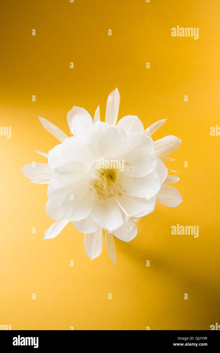 Essen Obvallata / Brahma kamal Blume oder weißen Lotus, es stammt aus ...