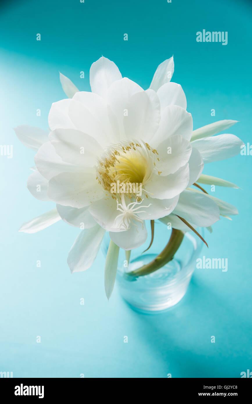 Essen Obvallata / Brahma kamal Blume oder weißen Lotus, es stammt aus ...