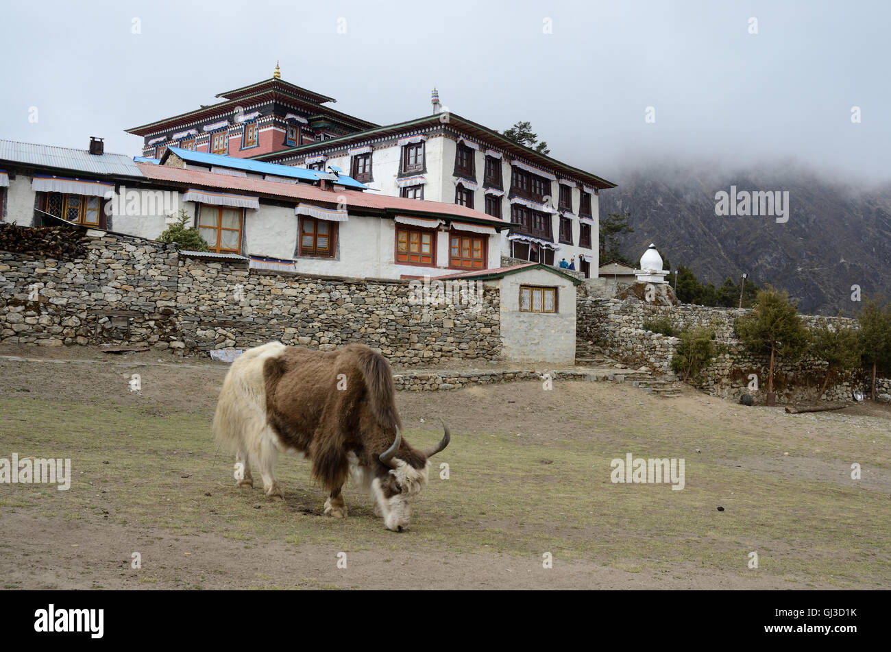 Simbolo dello yak -Fotos und -Bildmaterial in hoher Auflösung – Alamy