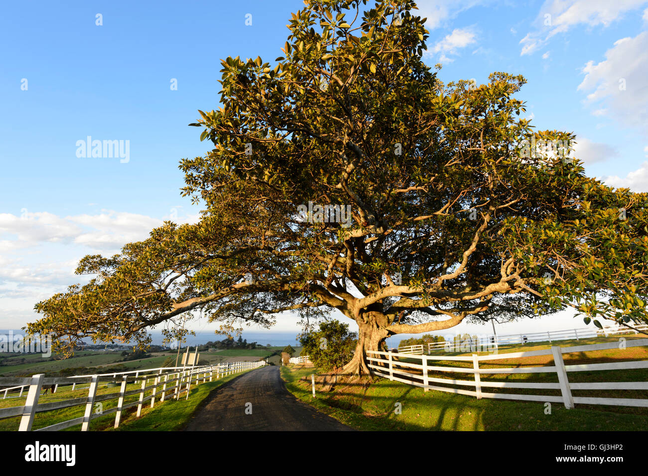 Moreton bay fig ficus macrophylla -Fotos und -Bildmaterial in hoher ...
