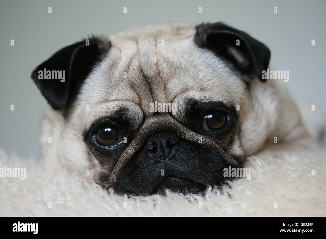 Trauriger mops -Fotos und -Bildmaterial in hoher Auflösung – Alamy