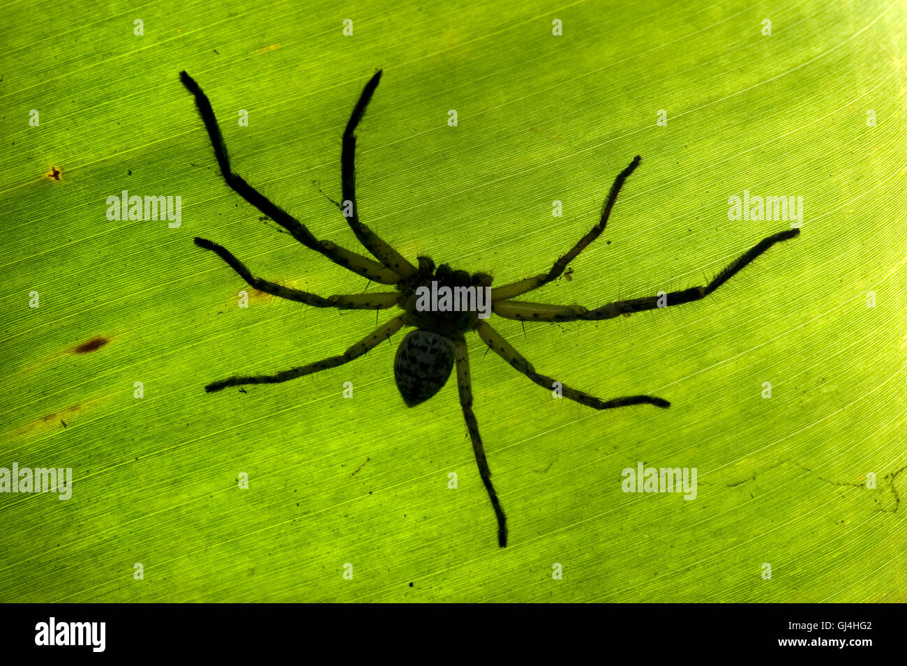Tropical huntsman spider -Fotos und -Bildmaterial in hoher Auflösung ...