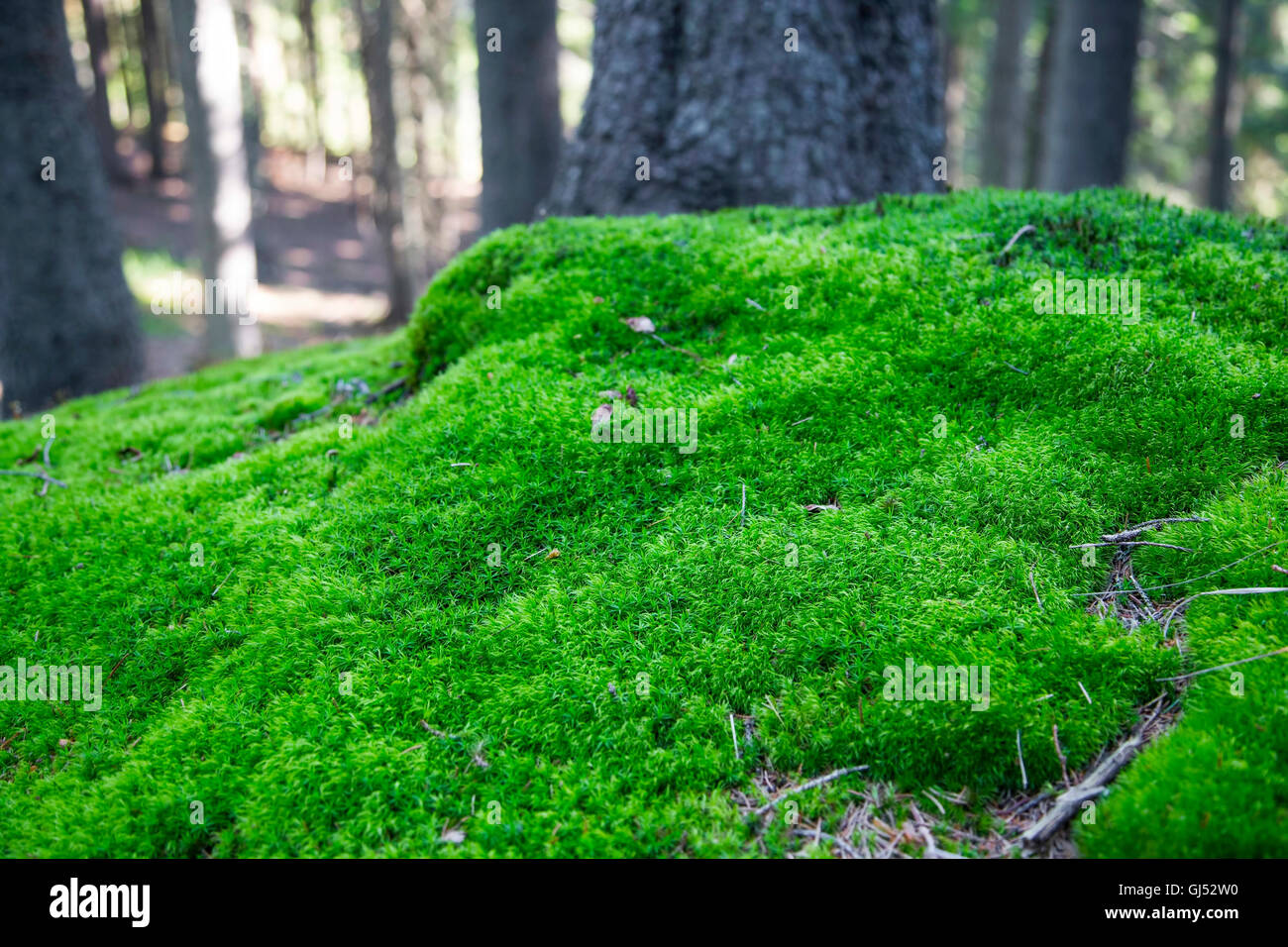 Wald-Moos, frisches grünes Moos in der Natur Stockfotografie - Alamy