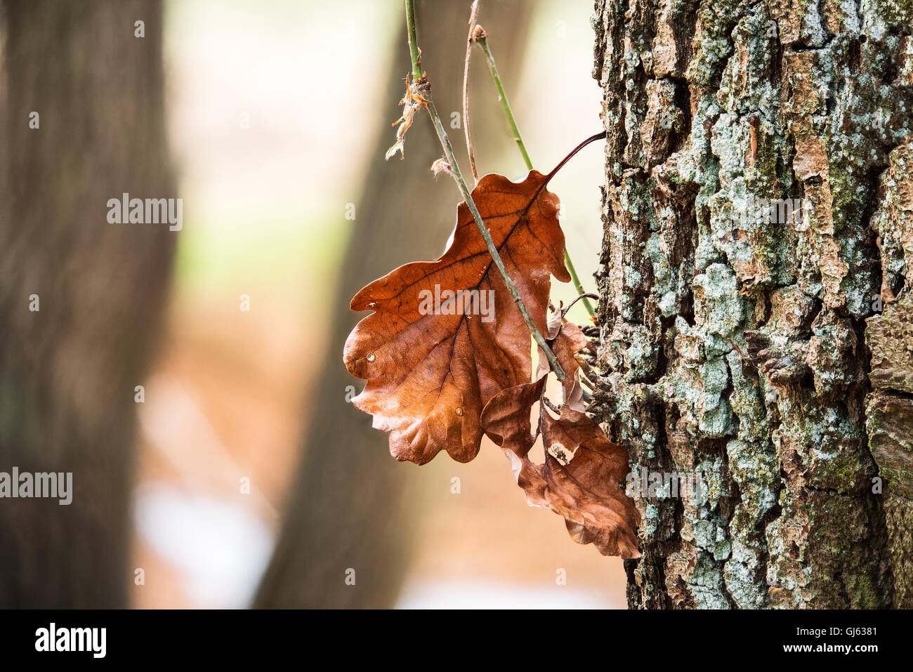 Grünes eichenblatt lokalisiert -Fotos und -Bildmaterial in hoher ...
