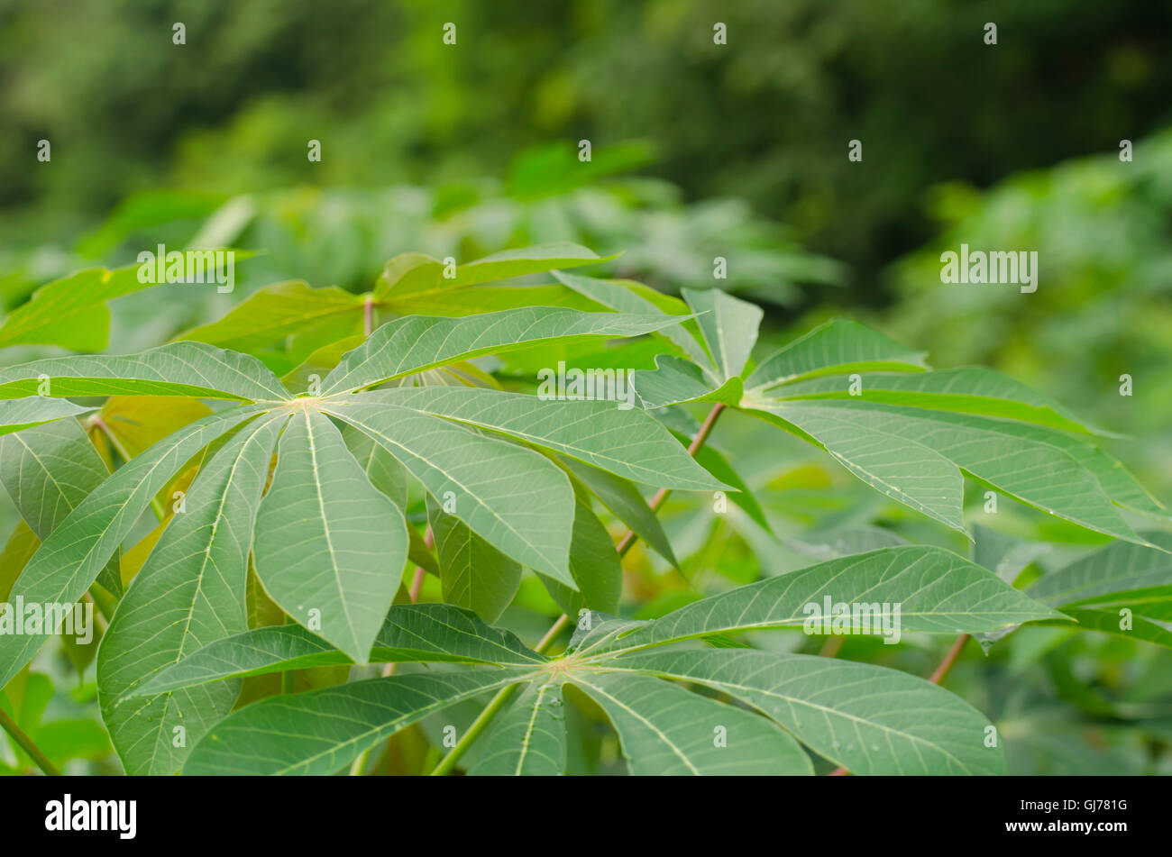 Hintergrund-Maniok oder Maniok-Pflanze verlassen in Thailand ...