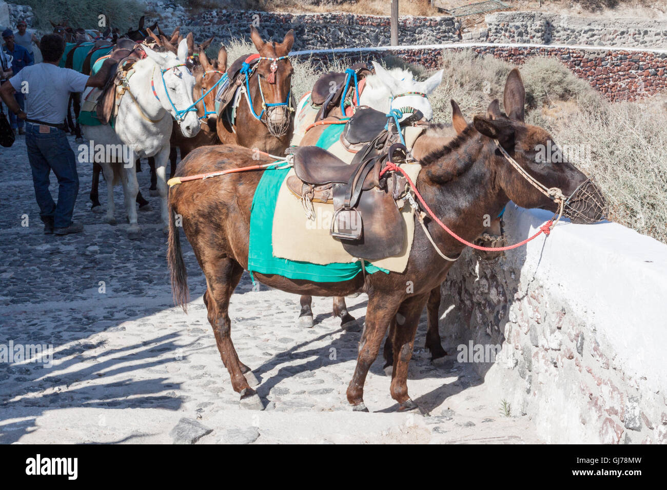 Esel transportieren touristen santorini -Fotos und -Bildmaterial in ...
