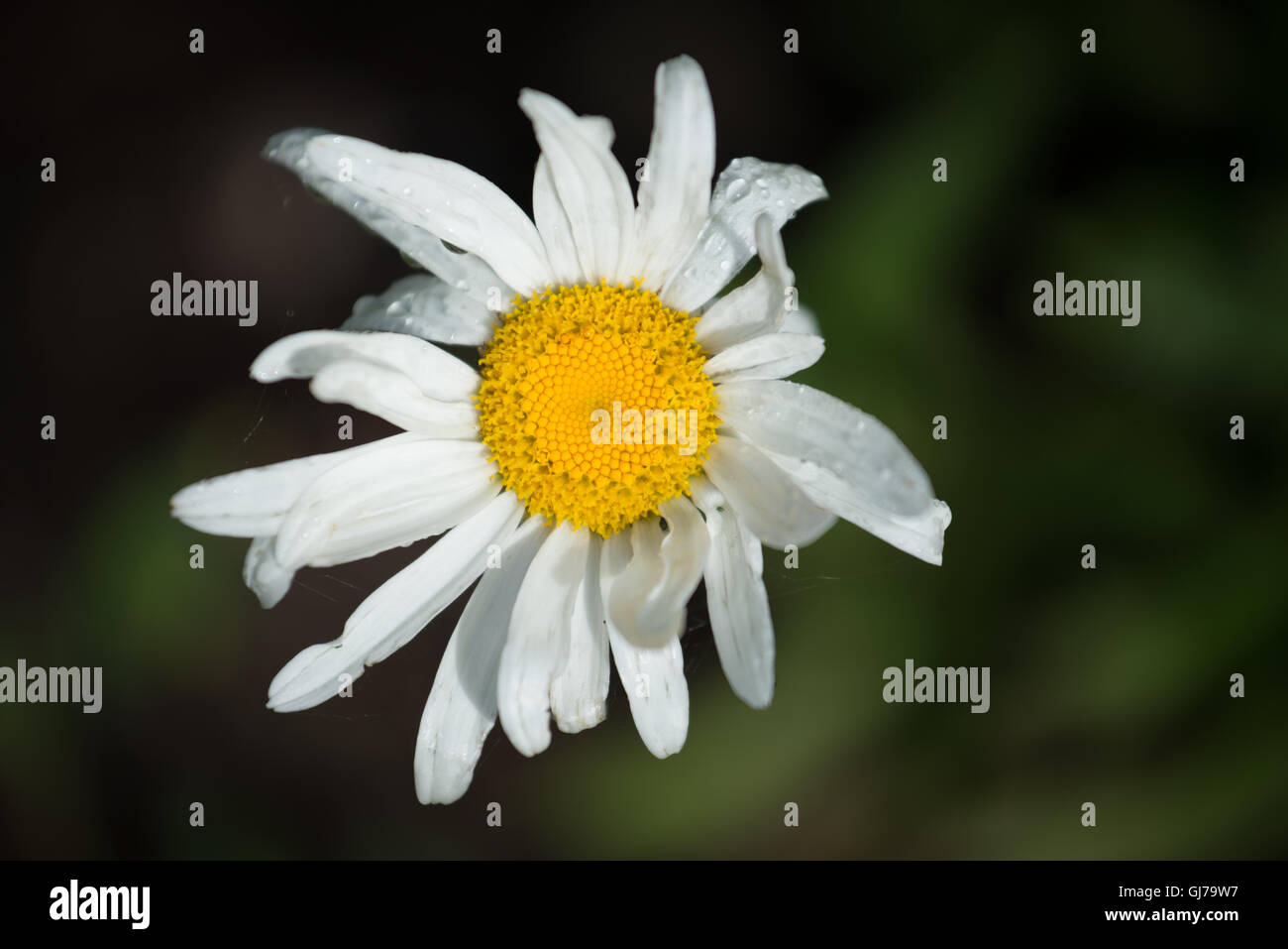 Weiß daisy -Fotos und -Bildmaterial in hoher Auflösung – Alamy